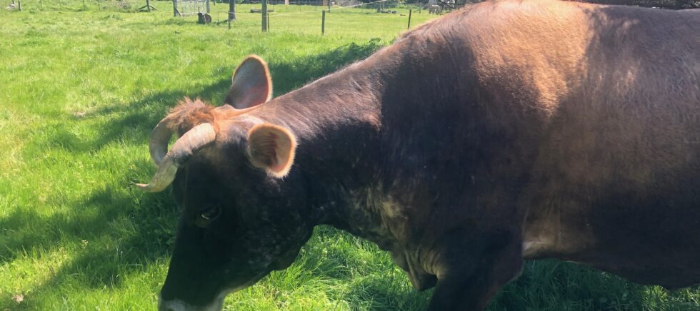 Bio Dynamic Farming and Gardening Association in NZ Inc