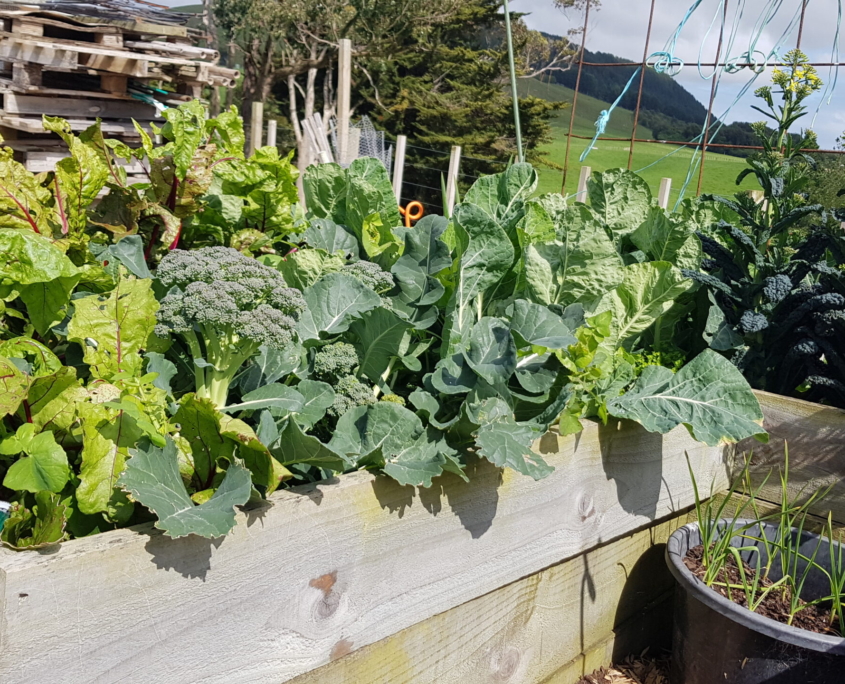 Biodynamics Association New Zealand
