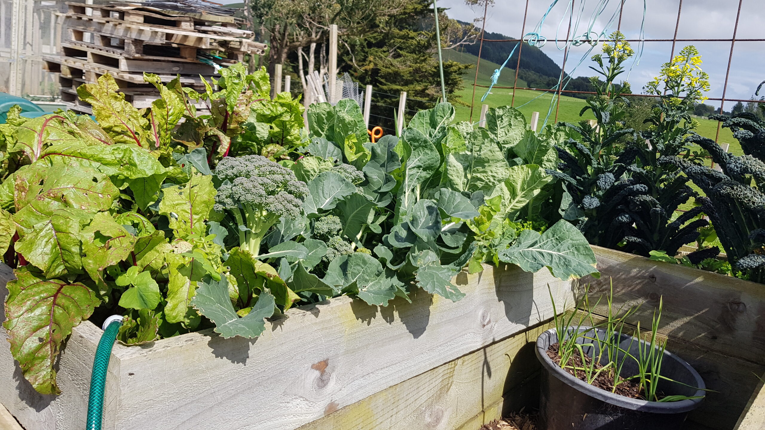 Gill Bacchus Talks Biodynamic Food - Biodynamics New Zealand