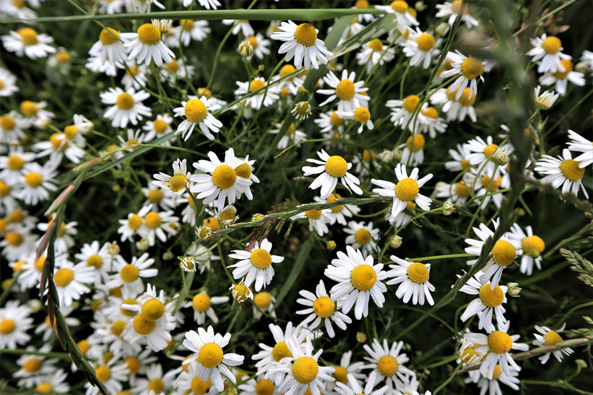 Information on the Biodynamic Preparations - Biodynamics New Zealand