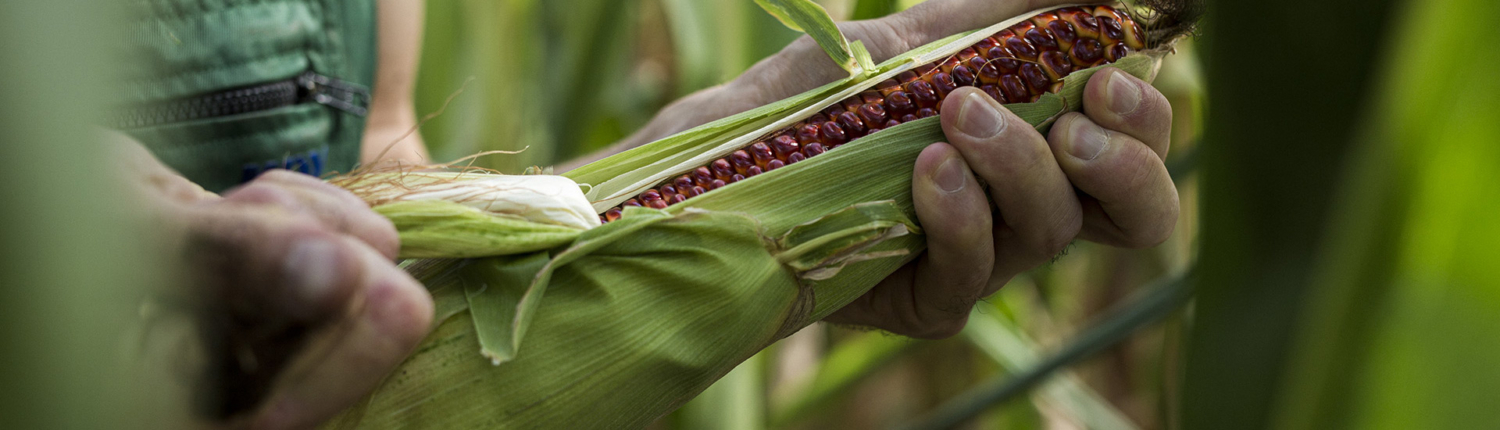 GE, genetically engineered crops - Biodynamics New Zealand