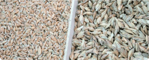 Seed Baths - Biodynamics New Zealand