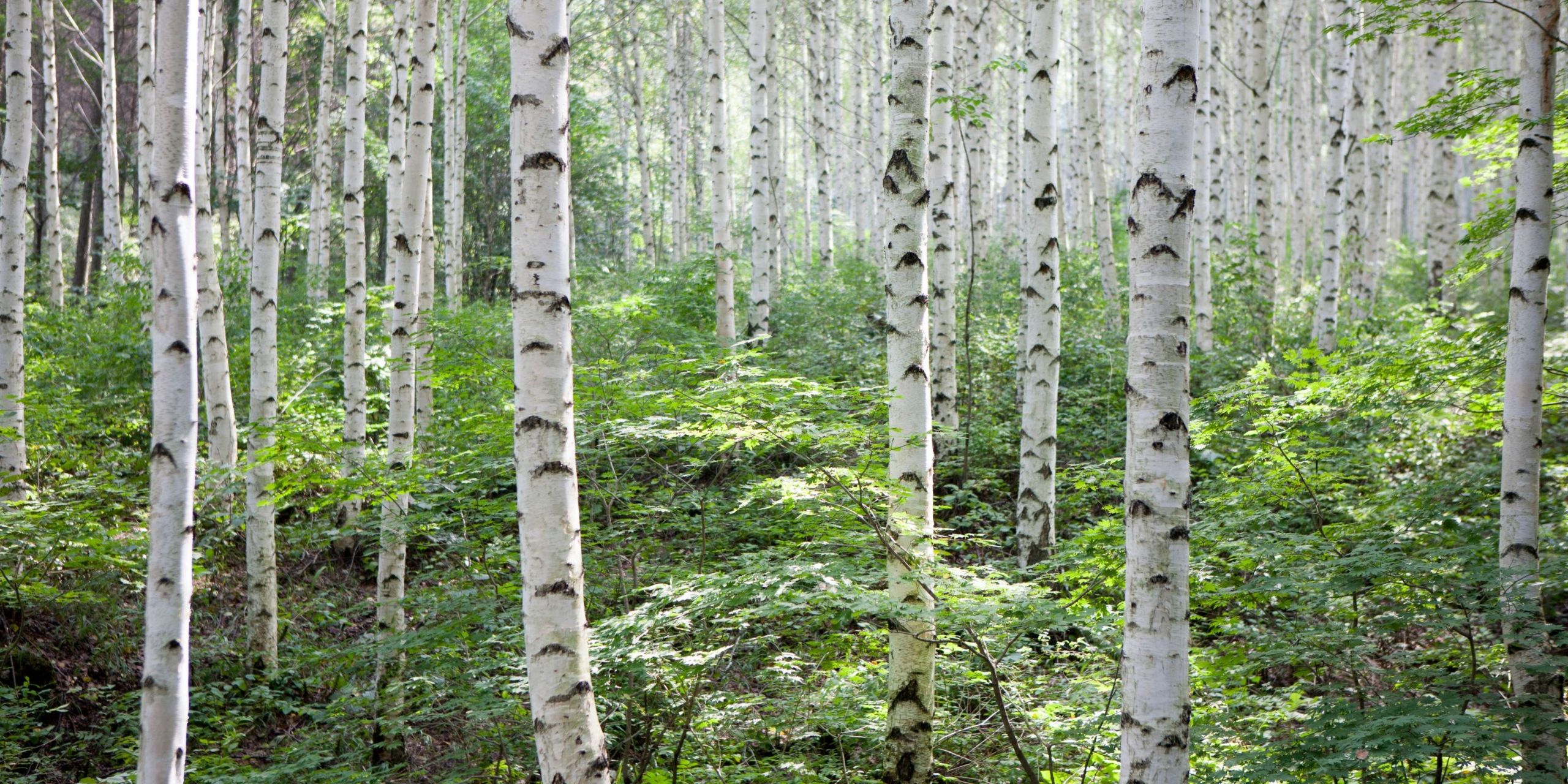 Botany Spot: Birch - Biodynamics New Zealand