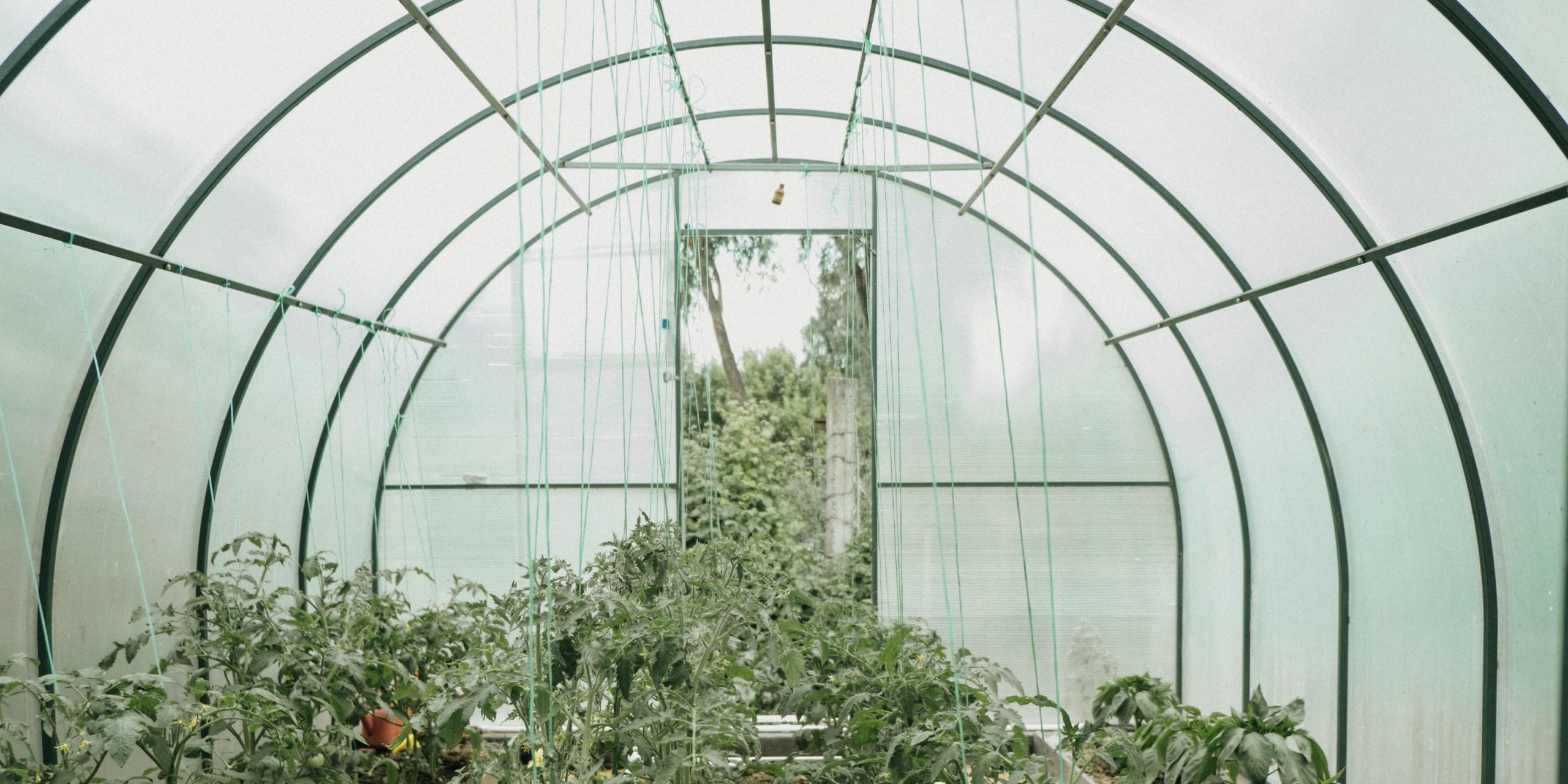 Biodynamics in the Greenhouse - Biodynamics New Zealand