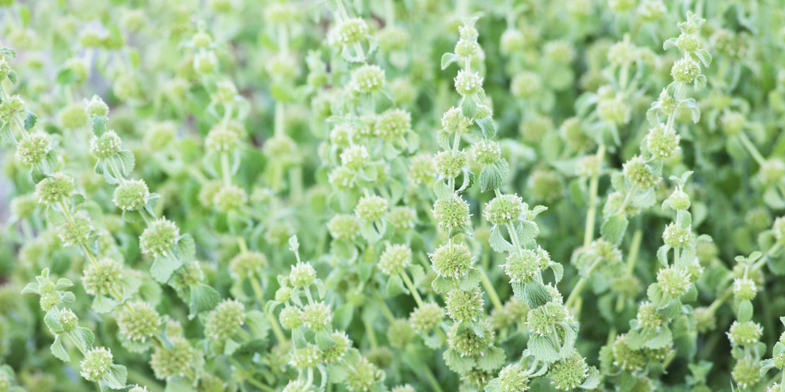 Botany Spot - White Horehound - Biodynamics New Zealand