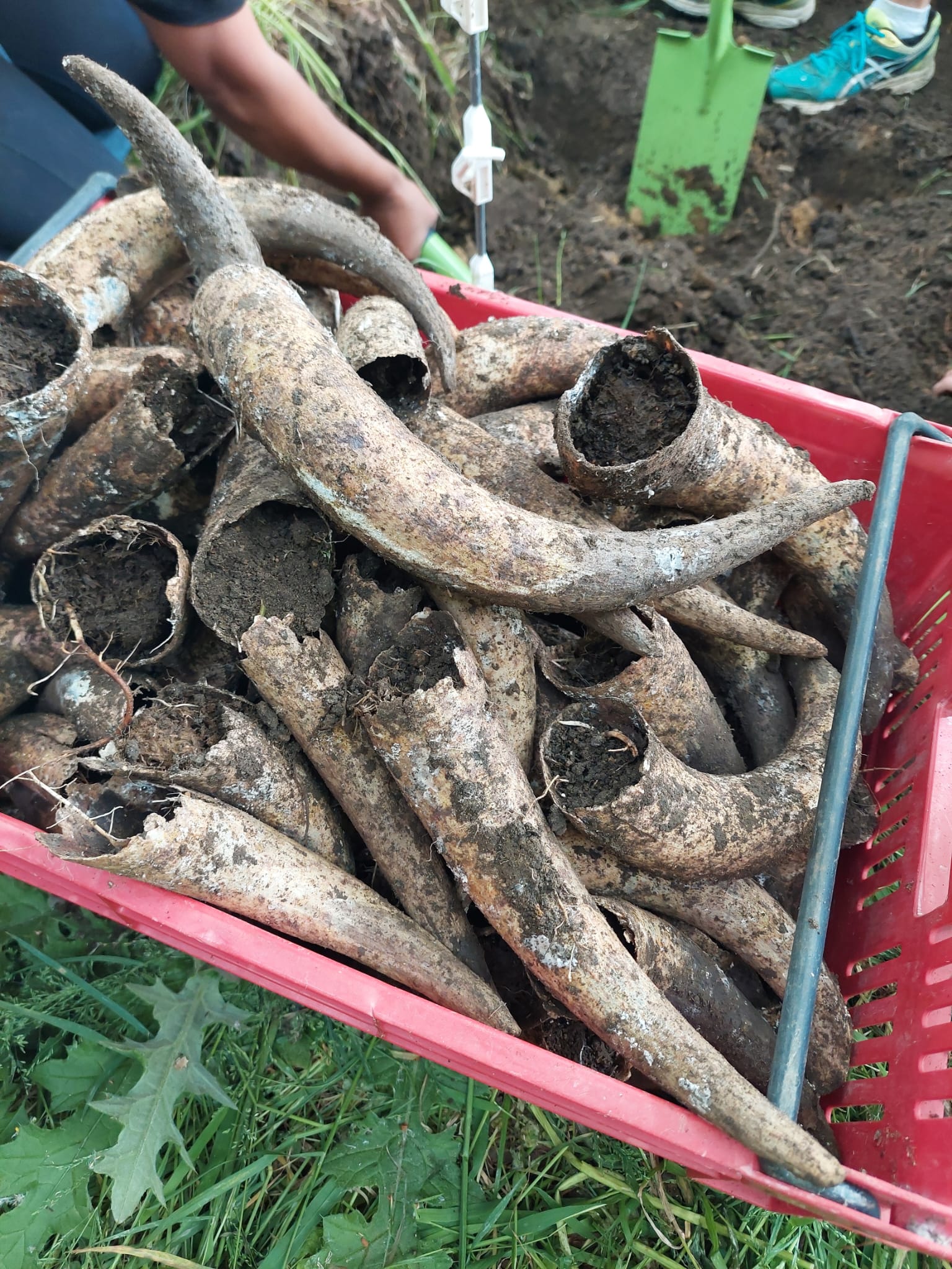 Biodynamics decoded - Biodynamics New Zealand